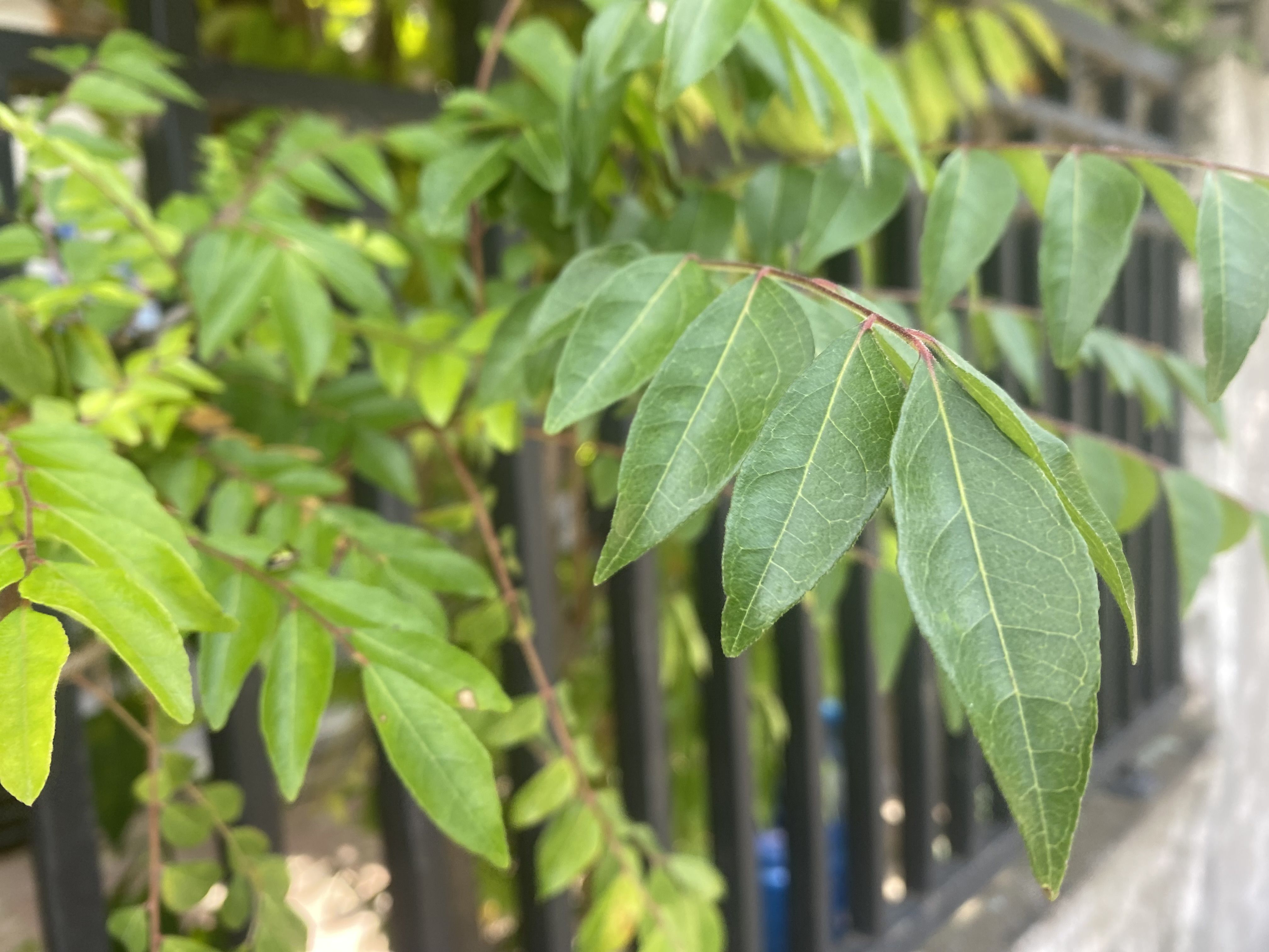 Daun Temurui: Si Kecil Serbaguna dari Dapur Aceh hingga Obat Tradisional