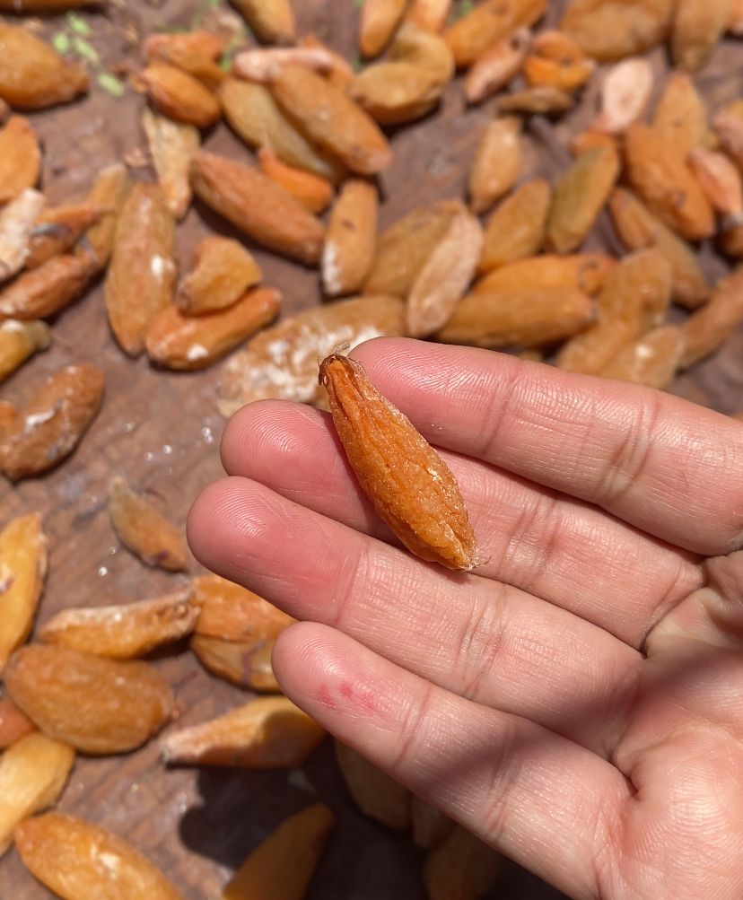 Asam Sunti: Bumbu Khas Aceh dari Belimbing Wuluh yang Kaya Rasa