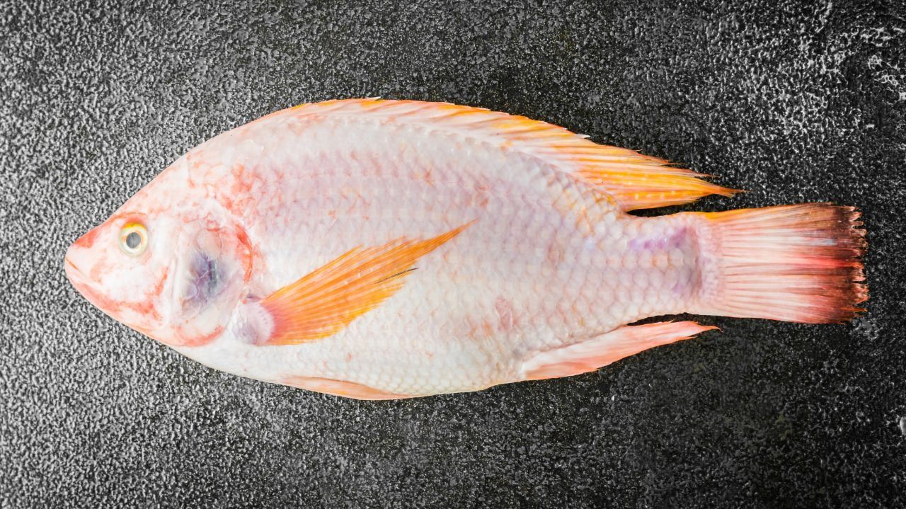 7 Manfaat Ikan Nila untuk Kesehatan Tubuh yang Jarang Diketahui