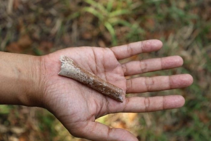 Mengenal Homo Floresiensis, Manusia Purba Terkecil dari Flores