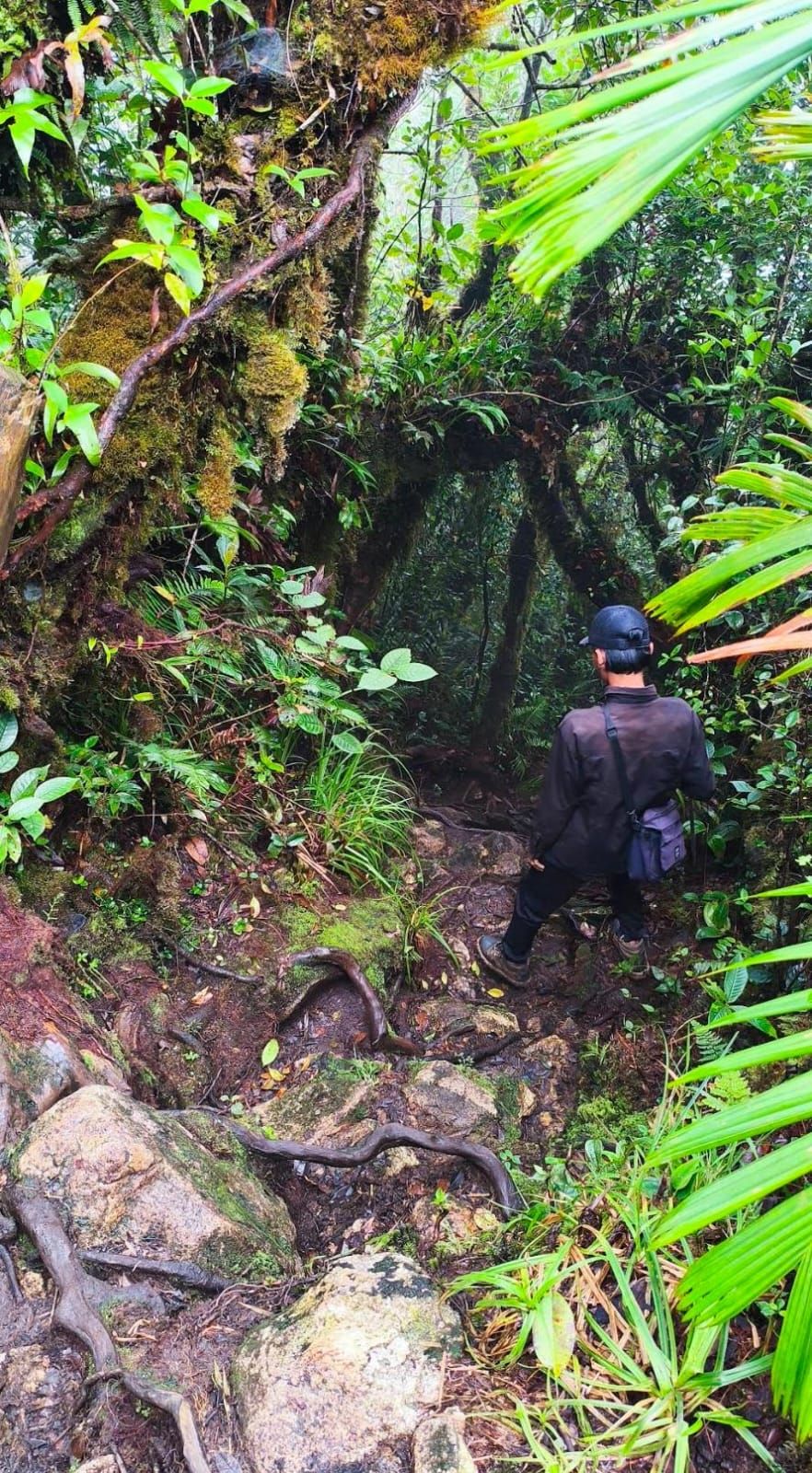 Gunung Halau-Halau: Lokasi, Jalur Pendakian, dan Pesona Puncak ...