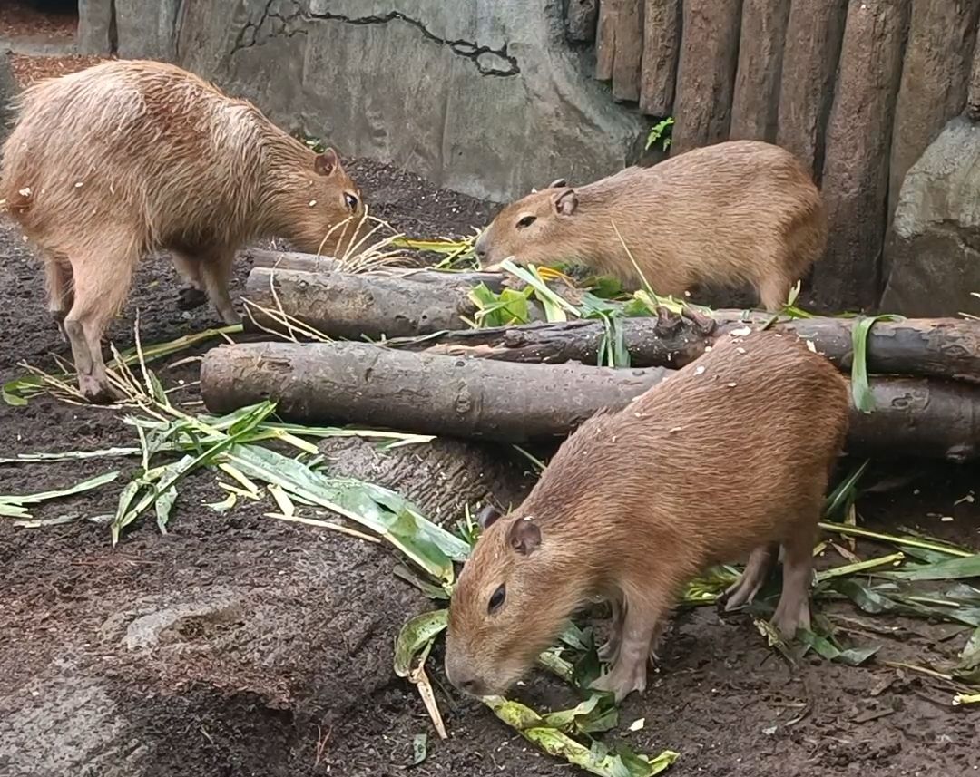 Kapibara, Si Raksasa Tenang yang Jadi Idola Dunia