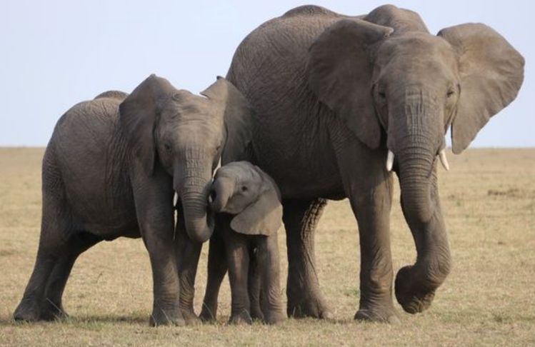 6 Arti Mimpi tentang Gajah Menurut Primbon Jawa, Pertanda Baik?