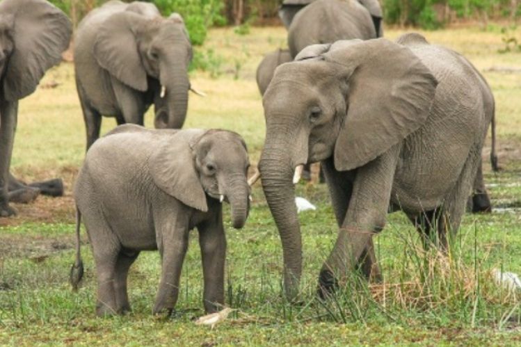 6 Arti Mimpi tentang Gajah Menurut Primbon Jawa, Pertanda Baik?