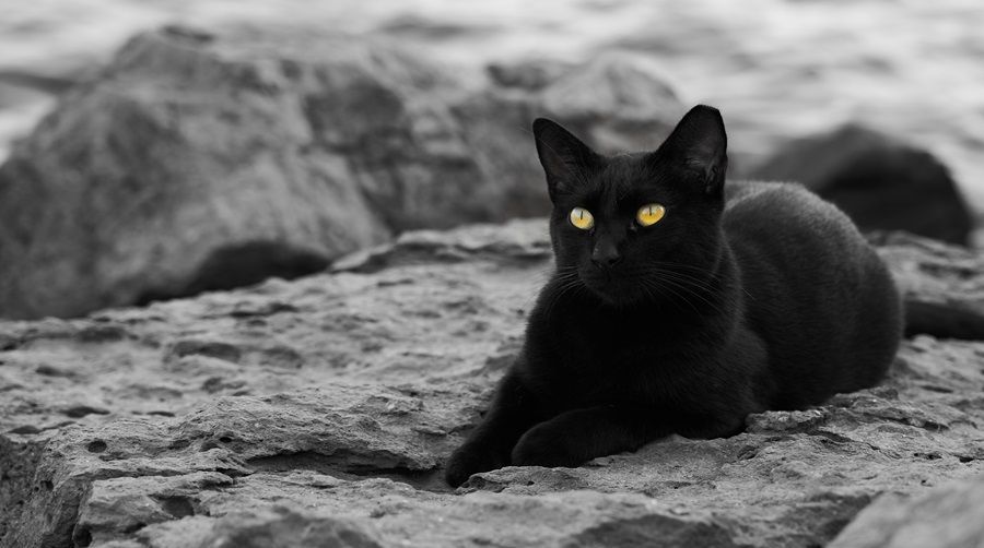 5 Arti Mimpi Kucing Hitam Menurut Primbon Jawa, Tanda Baik atau Buruk?