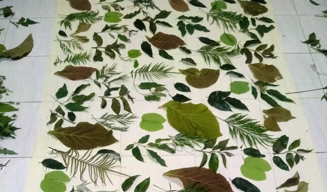 Mengenal Daun Terbaik untuk Ecoprint dari Sekitar Kamu