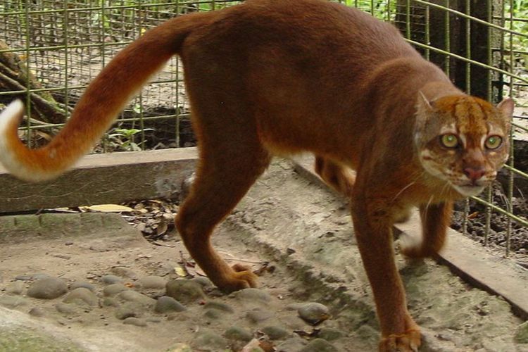 Kucing Merah, Hewan Endemik Kalimantan Yang Dilindungi Negara