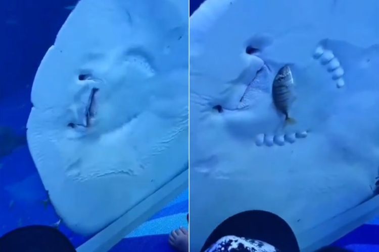 Viral Video Ikan Pari di Sosmed, Netizen Malah Nostalgia: Dulu Dikira ...