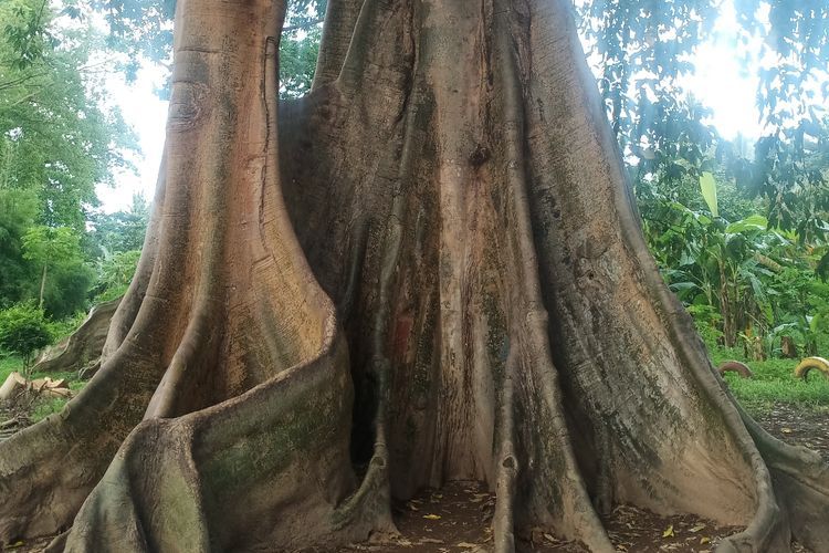 Wow, Di Lombok Ada Pohon Purba Raksasa Berusia Lebih Dari 3,5 Abad!