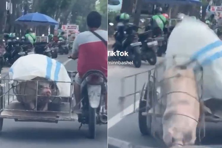 Detik-detik Babi Kabur dari Becak Barang Nyaris Ketabrak Mobil, The ...