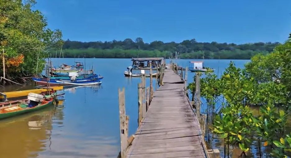 Muara Bedul Banyuwangi, Primadona Keindahan Alam Hutan Mangrove yang ...