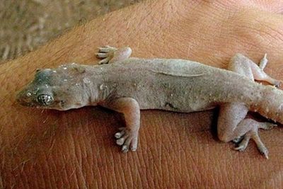 Cicak, Hewan Yang Ada Di Seluruh Dunia Namun Tidak Ada Di Antartika