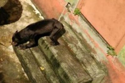 BKSDA Turun Tangan Cek Kesehatan Beruang Madu yang Kurus Kering