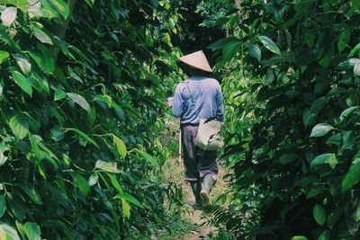 Petani Lada Terancam Gagal Panen