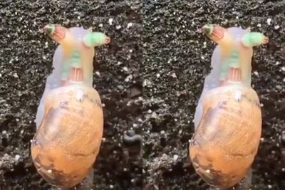 Begini Jadinya Kalau Cacing Mengendalikan Siput Zombie