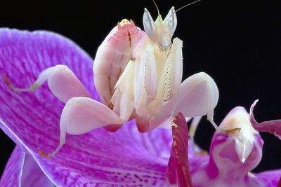 Orchid Mantis, Belalang yang Cantiknya Menyerupai Bunga Anggrek