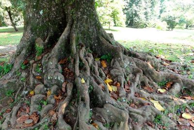 Pohon Kayu Besi Ulin, Tanaman Khas Kalimantan