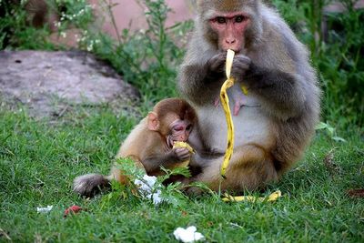Monyet-monyet Ini Mencuri ke Rumah Warga untuk Mendapatkan Makanan ...
