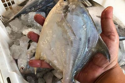 Cara Mudah Membedakan Ikan Segar dan Ikan Busuk, Perhatikan Tanda pada ...