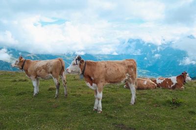 Keunikan Sapi-sapi Swiss: Pesona Tersendiri di Tengah Keindahan Alamnya