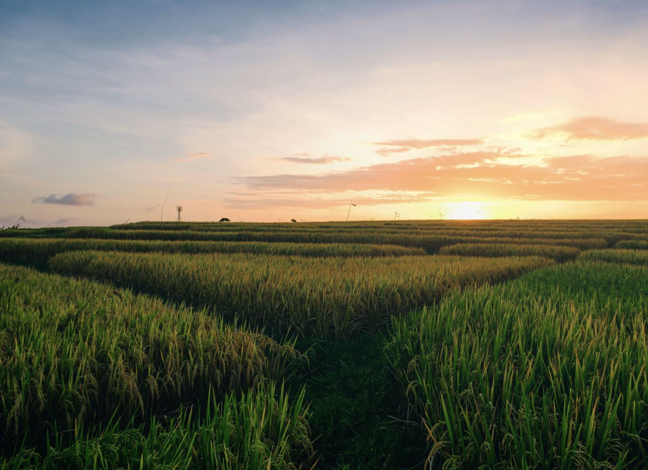 17 Caption Singkat tentang Sawah yang Keren dan Puitis
