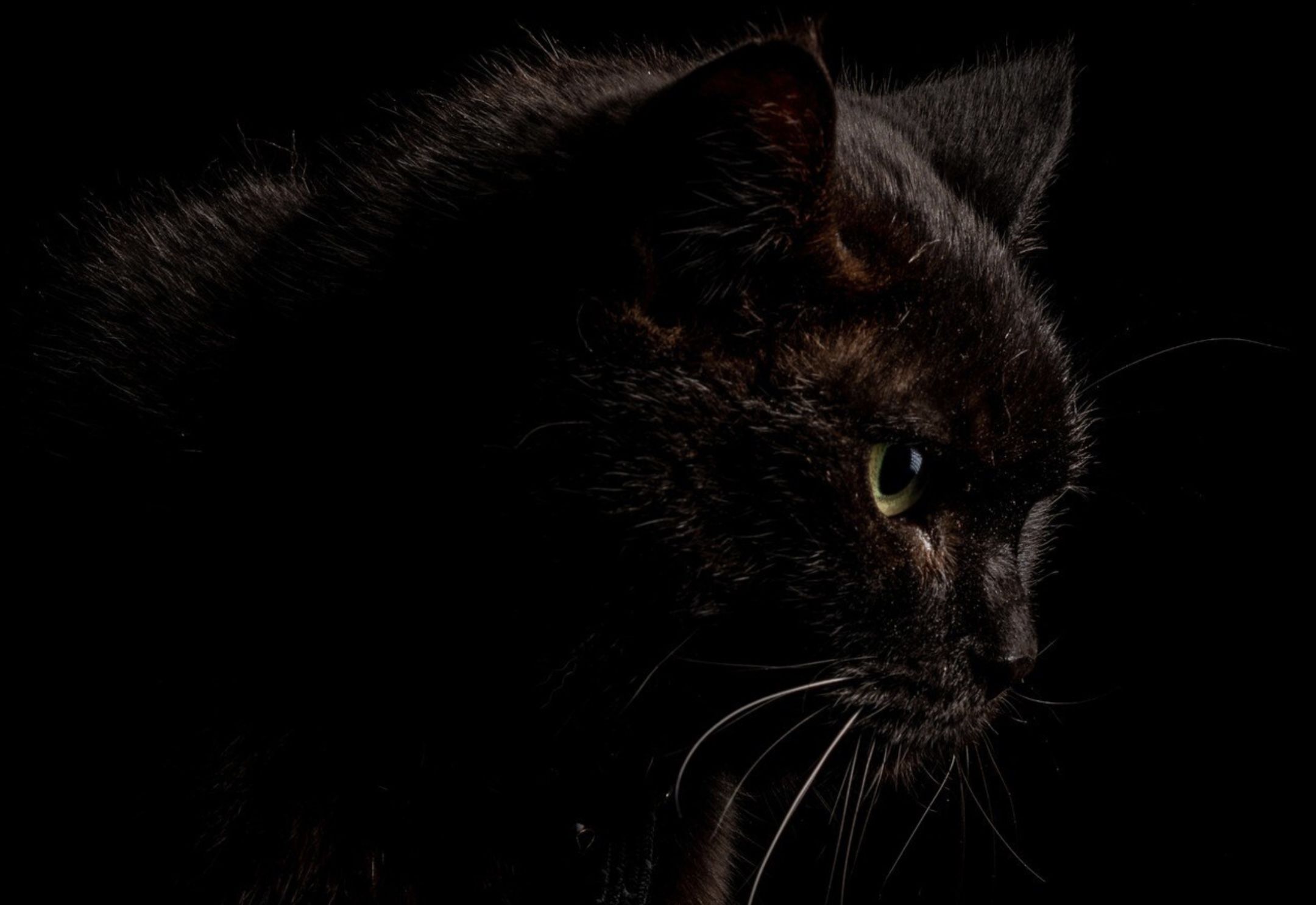 Kisah Mistis Kucing Hitam: Inilah 5 Mitos Paling Seram yang Masih ...