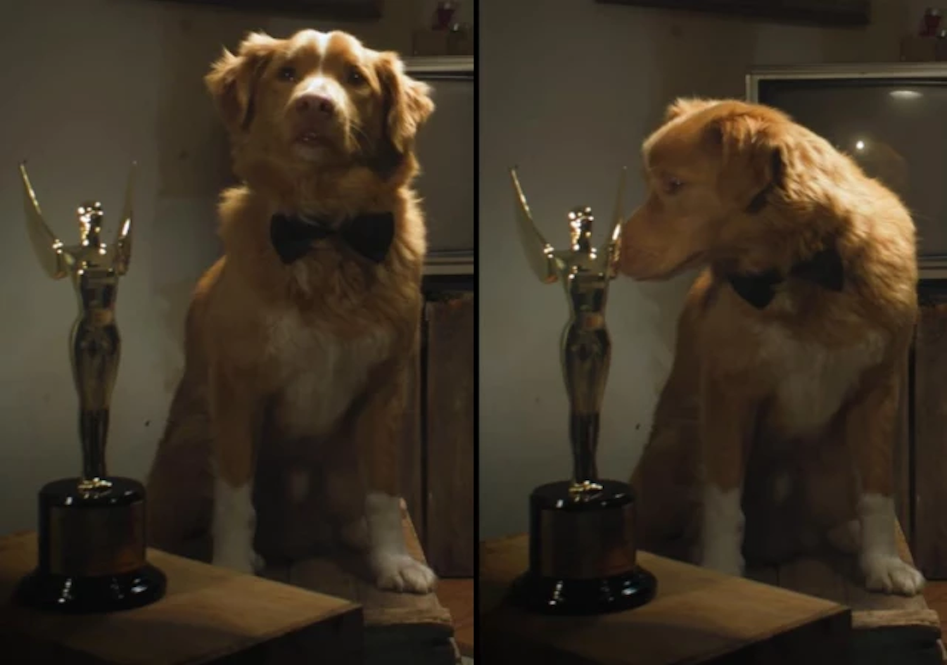 Seekor Anjing Raih Penghargaan Akting di ASTRA Awards, Kalahkan Ethan ...