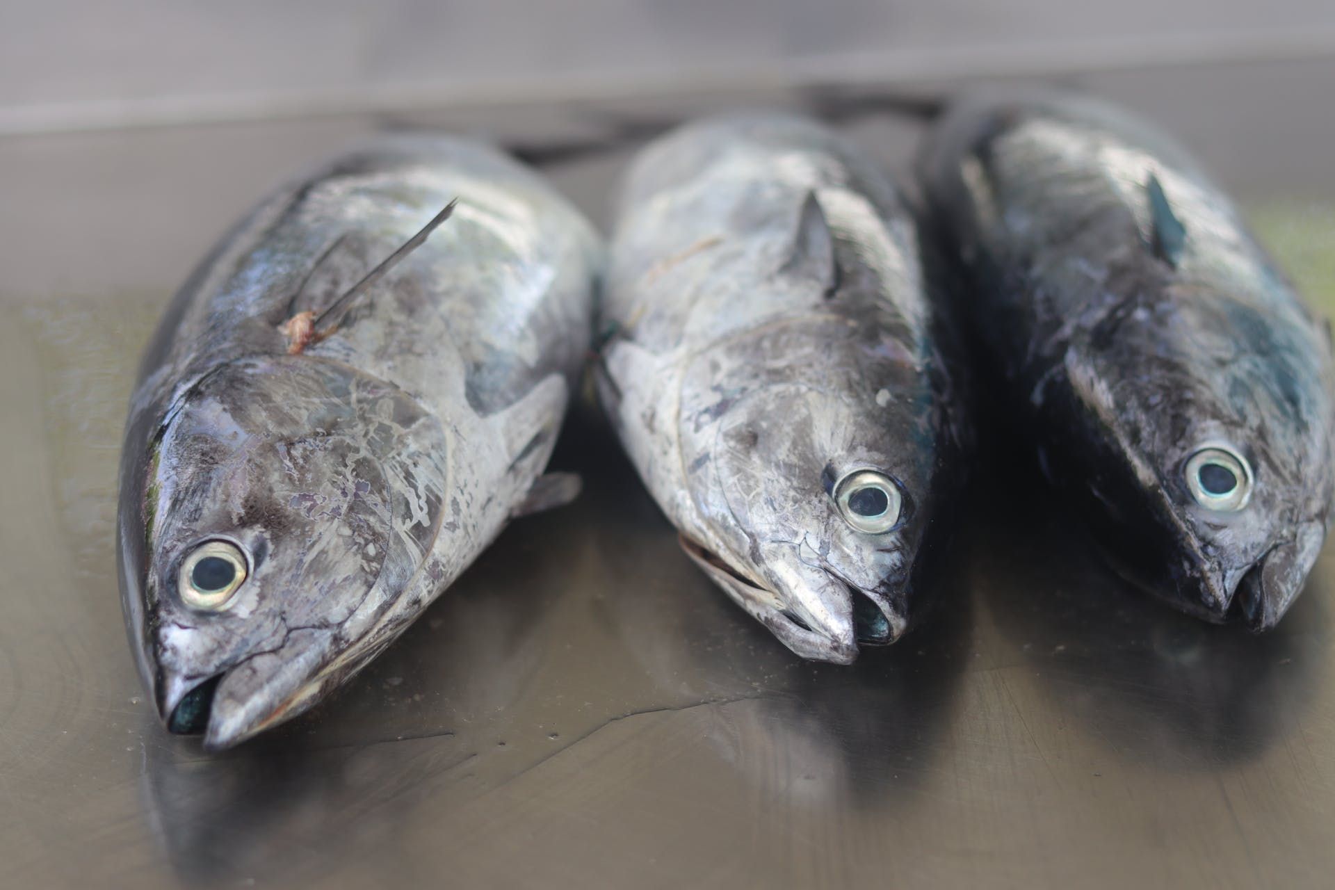 7 Pilihan Ikan Lokal yang Tinggi Protein, Ada Tuna hingga Mujair